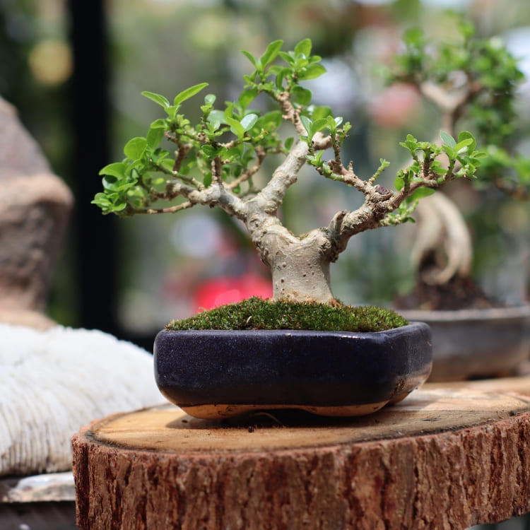 Comprar Bonsai Online | Envíos a domicilio | Urbangreen Store