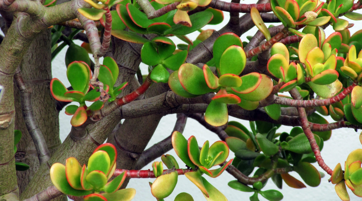 Guia de cuidados da planta de jade (Crassula ovata) - Urbangreen Blog
