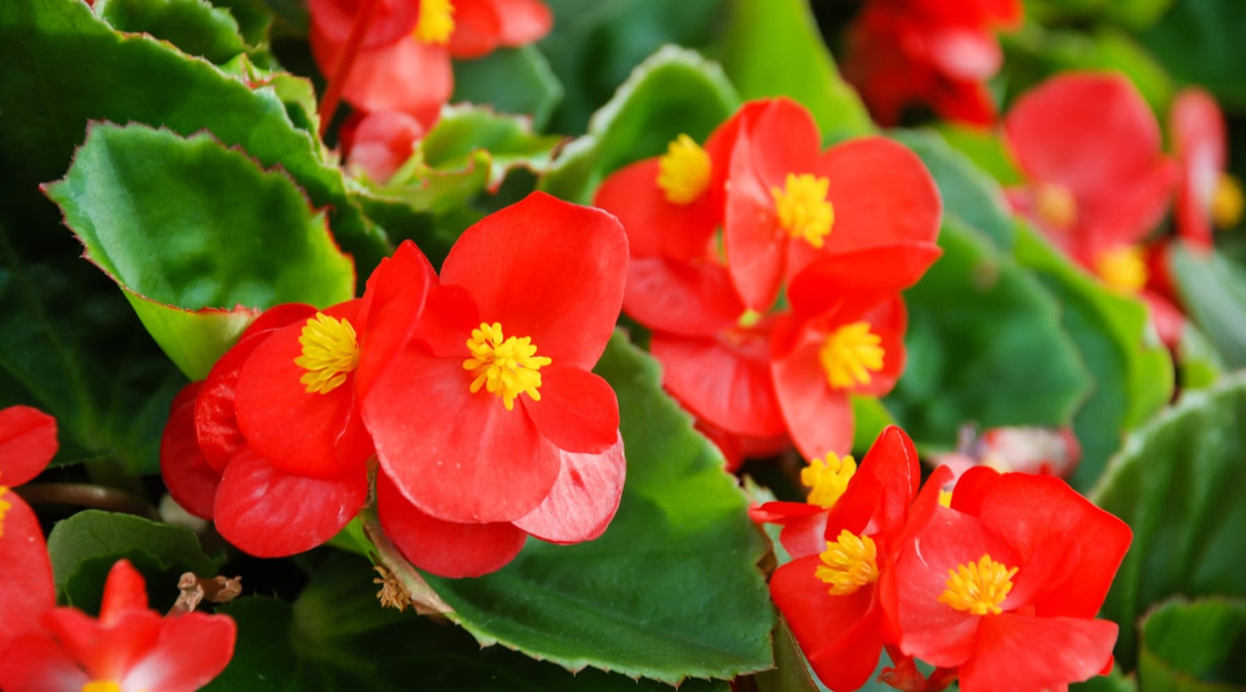 Cuidados com as begónias: a planta perfeita - Urbangreen