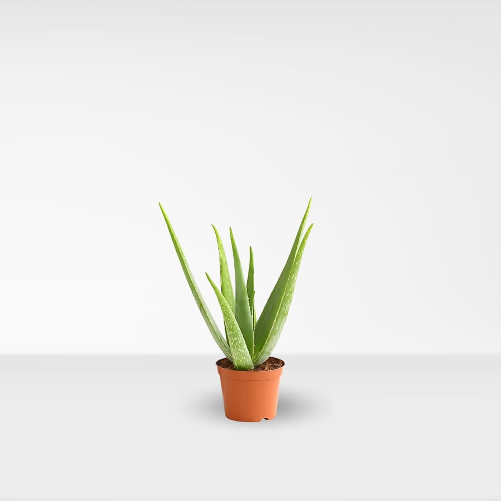 Compra Aloe Vera - Planta Suculenta | Urbangreen Store